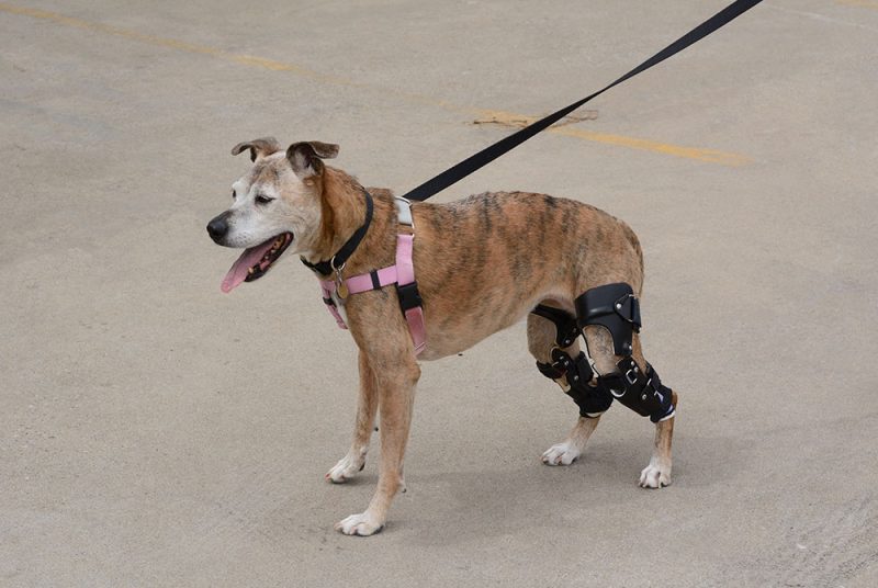 Anterior Cruciate Ligament (ACL) Rupture in Dogs | Mission Veterinary ...