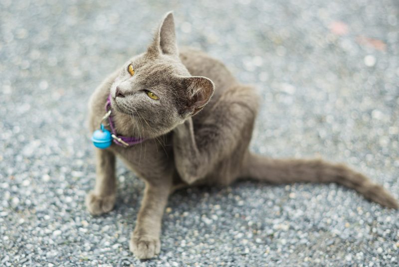 Cat Scratch Disease in Cats | Mission Veterinary Clinic