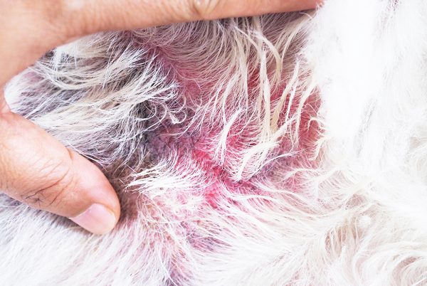 Clipper Burns in Dogs | Mission Veterinary Clinic