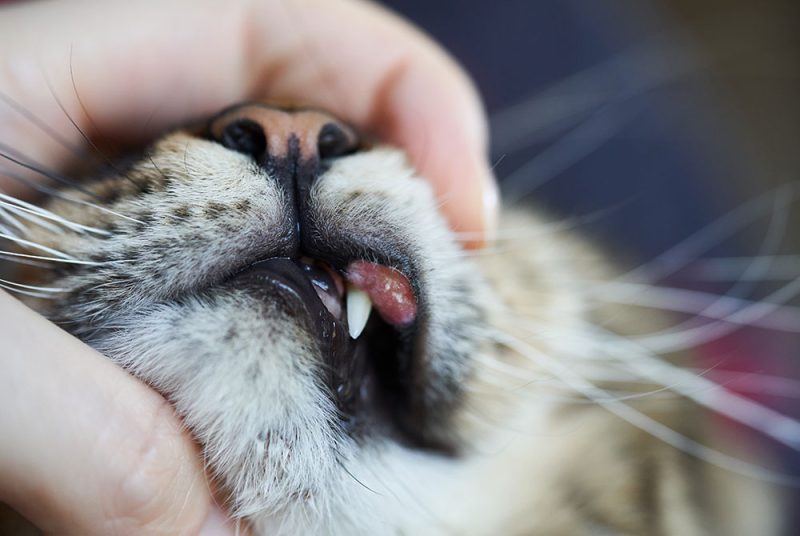 Eosinophilic Granuloma in Cats | Mission Veterinary Clinic