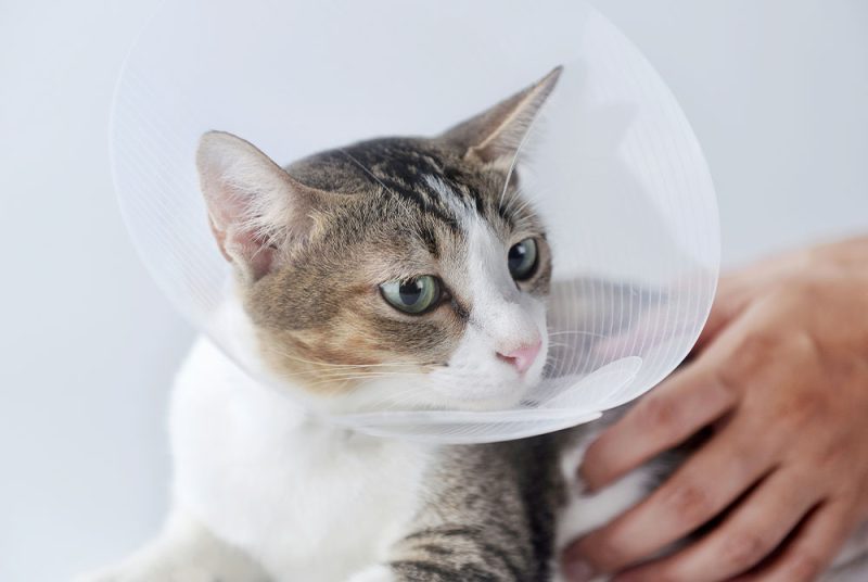 Feline AIDS (Feline Immunodeficiency Virus) in Cats | Mission ...