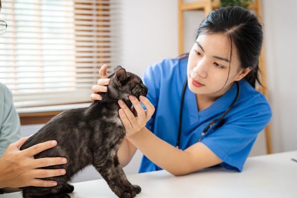 Feline Hyperthyroidism in Cats | Mission Veterinary Clinic
