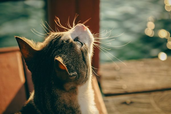 Feline Infectious Anemia in Cats | Mission Veterinary Clinic