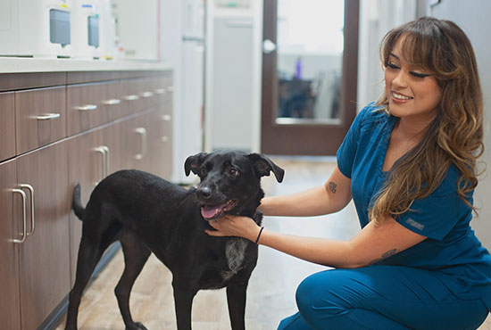 Vet in Granada Hills | Mission Veterinary Clinic