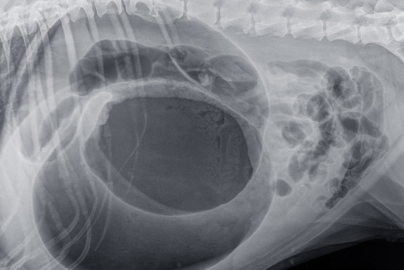 Gastric Dilatation & Volvulus (GDV) in Dogs | Mission Veterinary Clinic