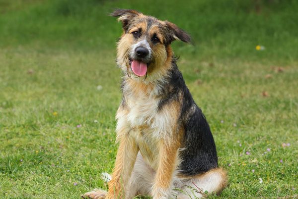 Intervertebral Disc Disease (IVDD) in Pets | Mission Veterinary Clinic