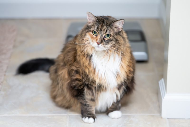 Obesity in Pets: Understanding and Managing Your Pet's Weight | Mission ...