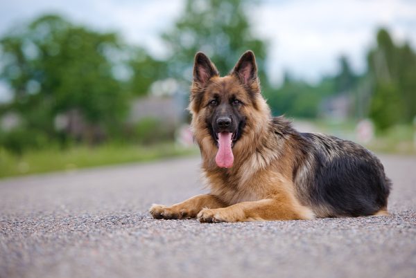 Panosteitis in Dogs | Mission Veterinary Clinic