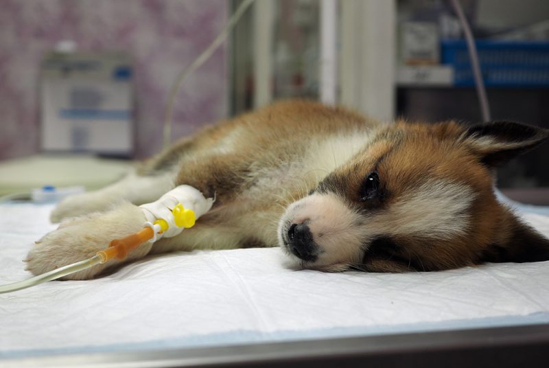 Parvovirus in Dogs | Mission Veterinary Clinic