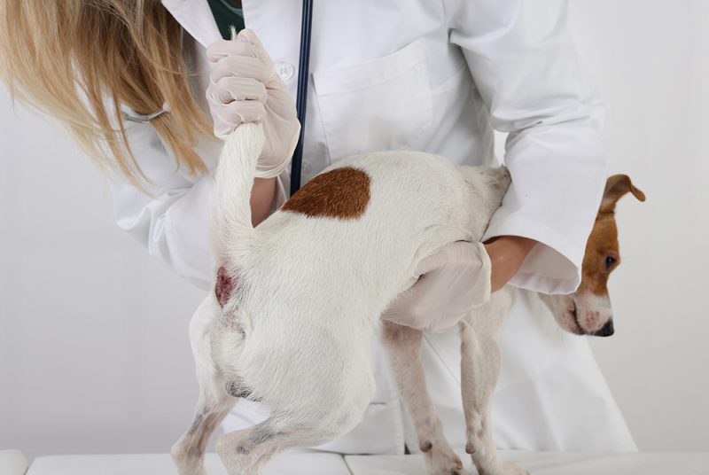 Prostate Gland Disease in Dogs | Mission Veterinary Clinic