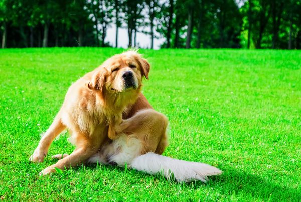 Pyoderma in Pets | Mission Veterinary Clinic