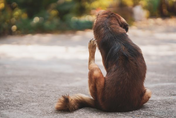 Seborrhea in Pets | Mission Veterinary Clinic