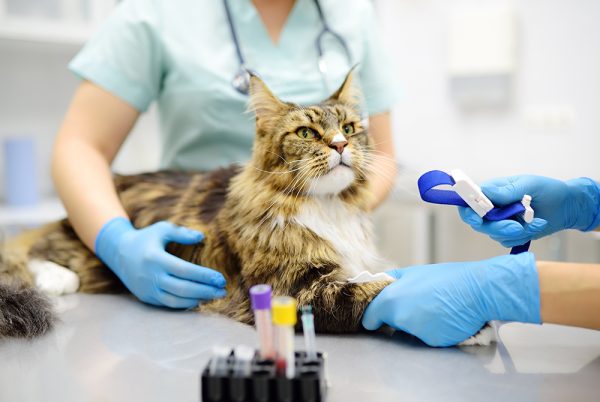 Toxoplasmosis in Cats | Mission Veterinary Clinic
