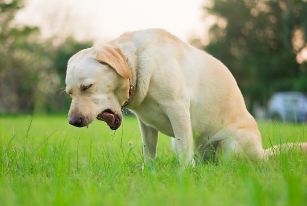 Tracheobronchitis in Dogs | Mission Veterinary Clinic