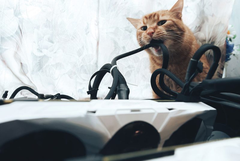 Foreign Object Ingestion in Pets | Mission Veterinary Clinic