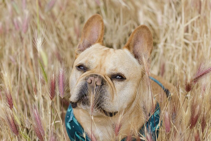 Grass Awns & Foxtails: How to Protect Your Pet